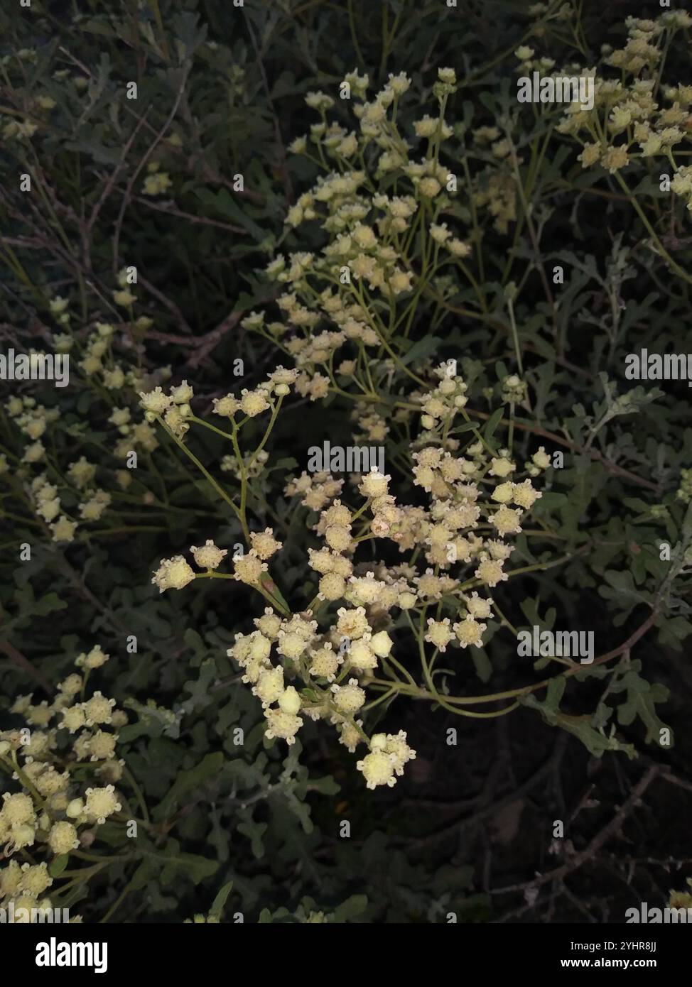 mariola (Parthenium incanum Stock Photo - Alamy