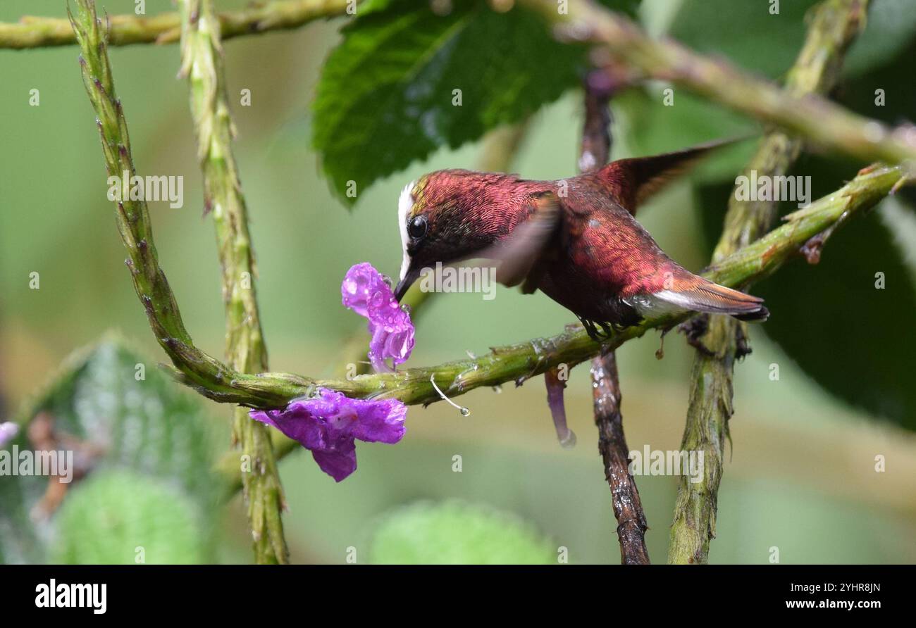 Snowcap (Microchera albocoronata Stock Photo - Alamy