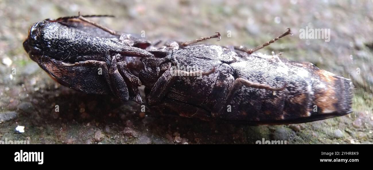 Alveolatus hi-res stock photography and images - Alamy