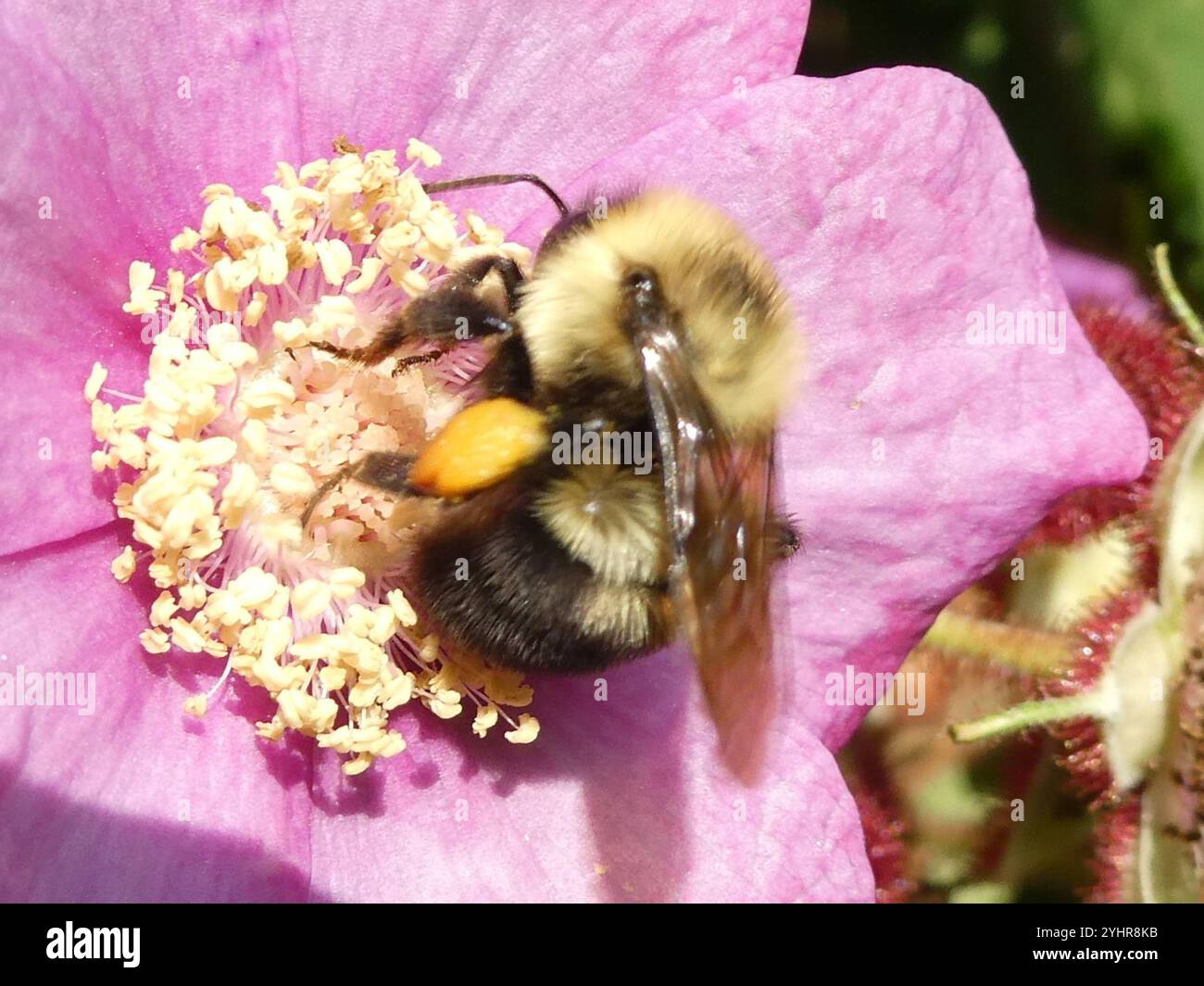 Two-spotted Bumble Bee (Bombus bimaculatus Stock Photo - Alamy