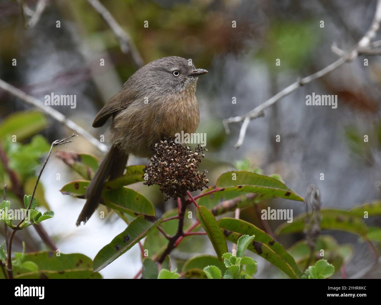 Wrentit (Chamaea fasciata Stock Photo - Alamy
