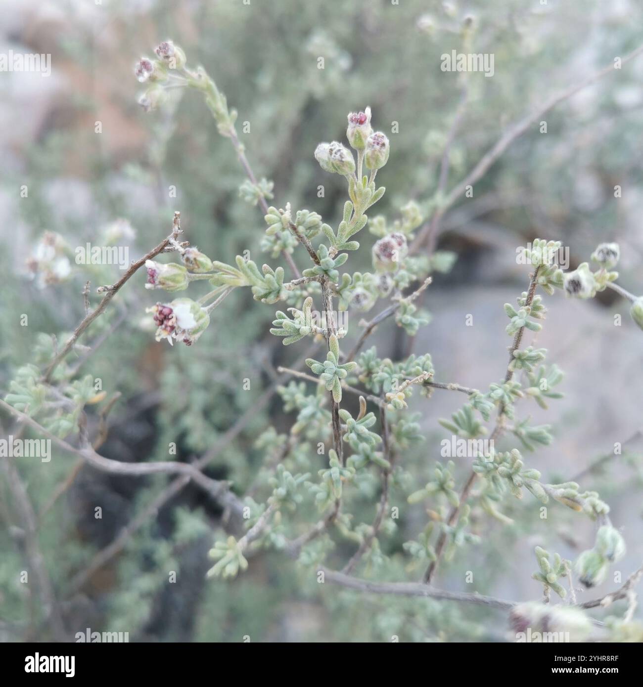 Boegoe hi-res stock photography and images - Alamy