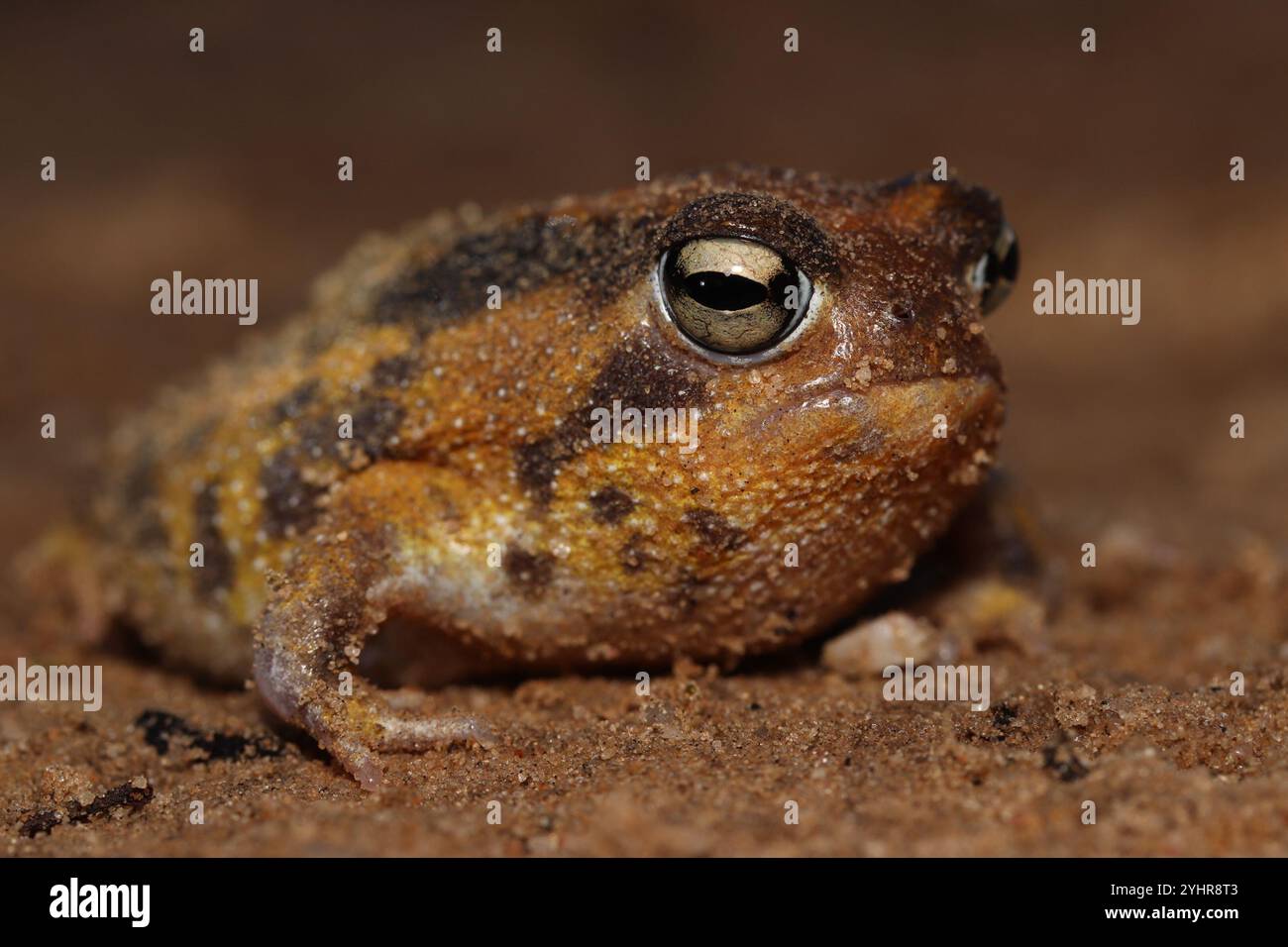 Namaqua Rain Frog (Breviceps namaquensis Stock Photo - Alamy