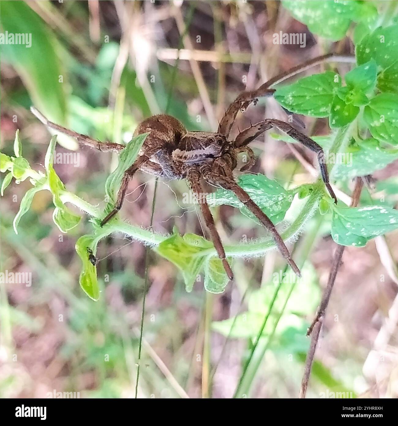 Radiated Wolf Spider (Hogna radiata Stock Photo - Alamy