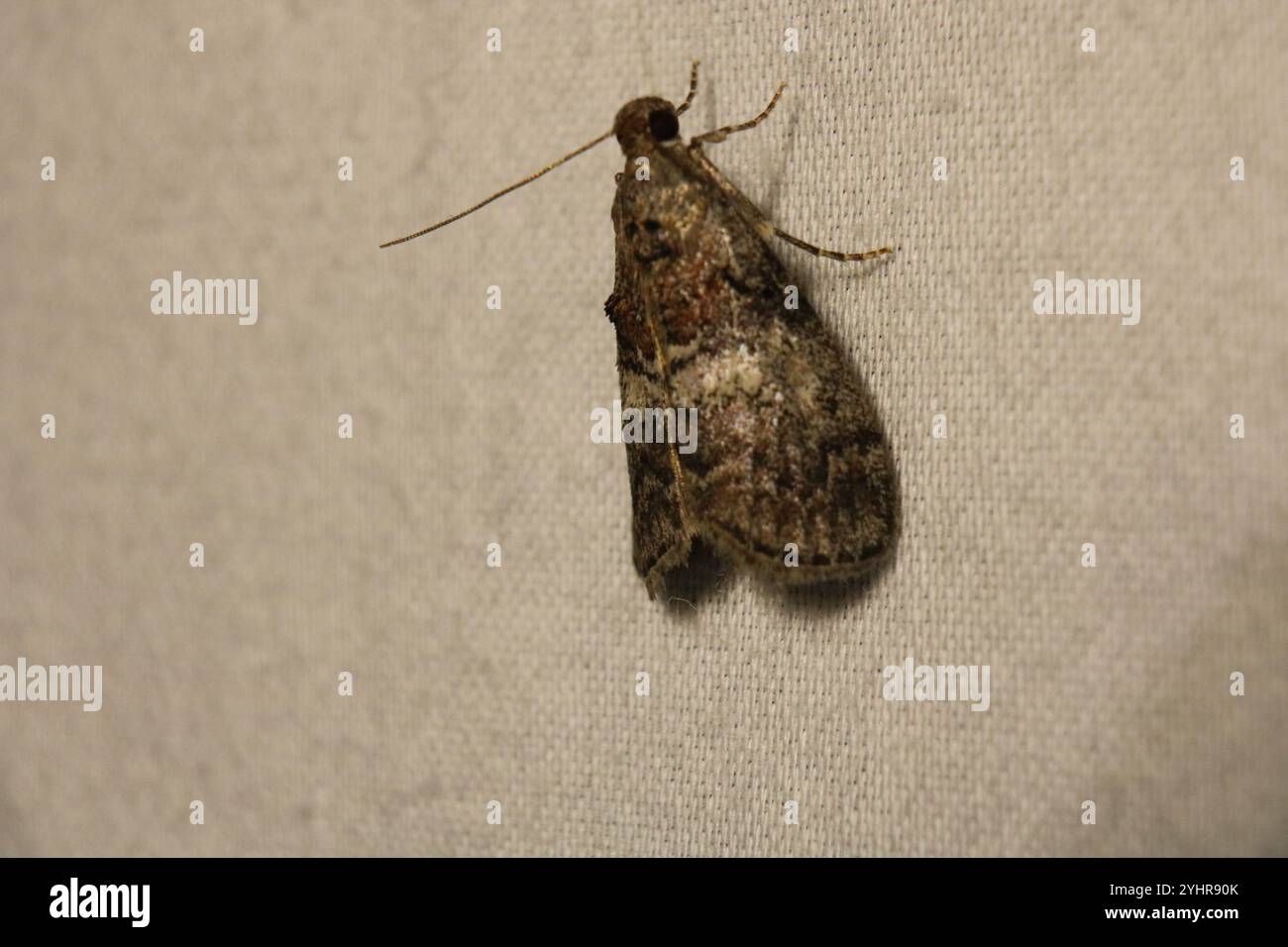 Maple Webworm Moth (Pococera asperatella Stock Photo - Alamy