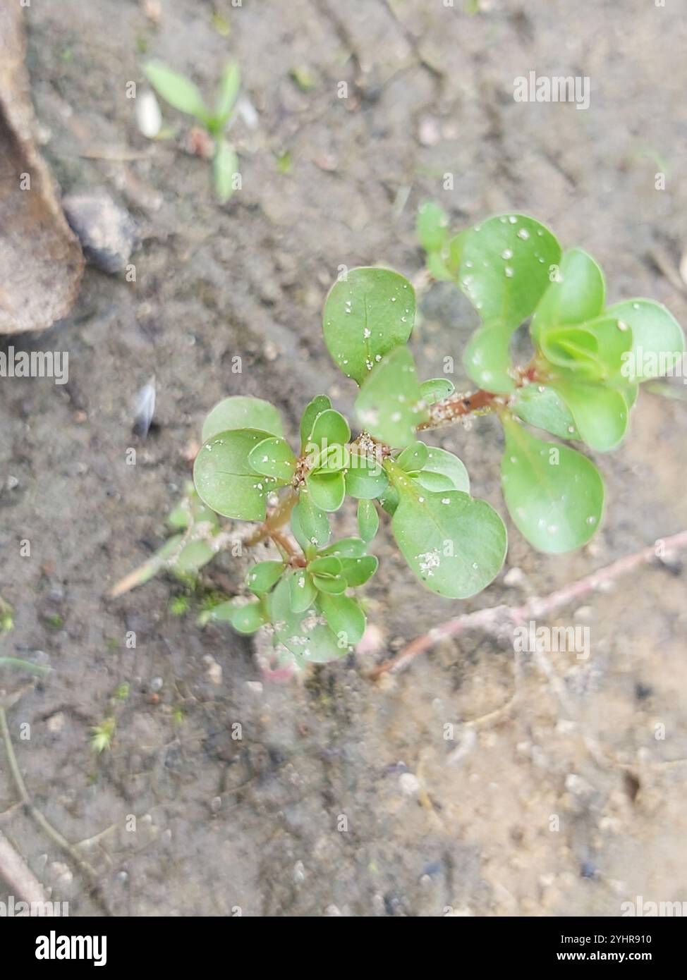 Water-purslane (Lythrum portula Stock Photo - Alamy