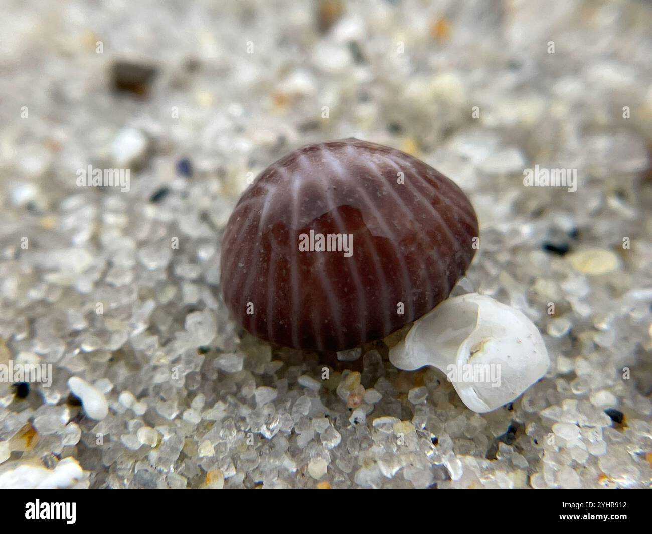 Coffee Bean Trivia (Pseudopusula californiana Stock Photo - Alamy