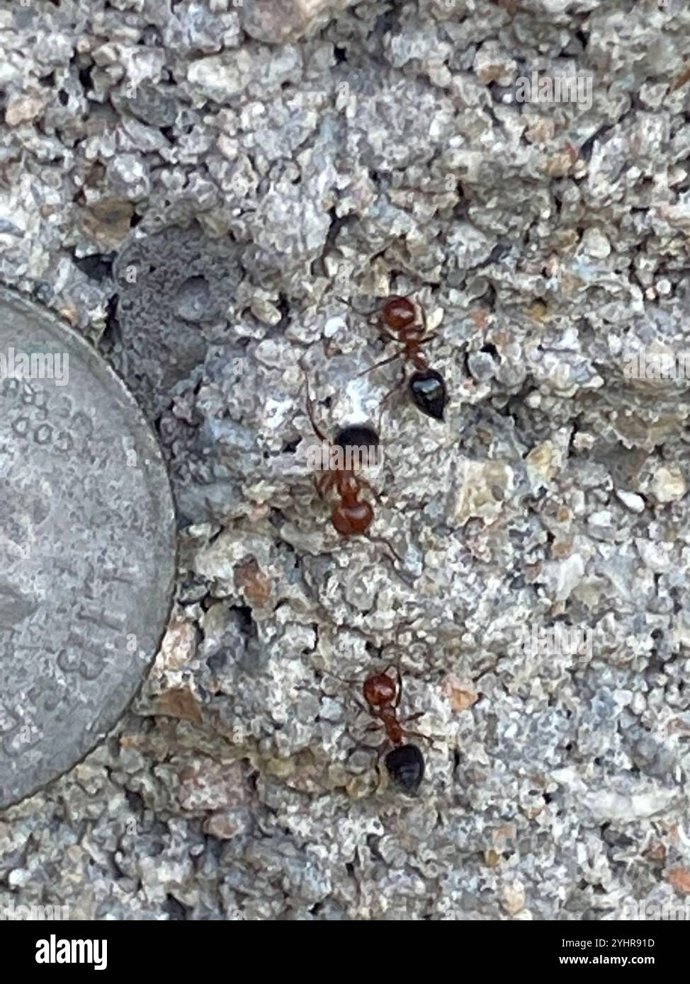 Shiny Acrobat Ant (Crematogaster laeviuscula Stock Photo - Alamy