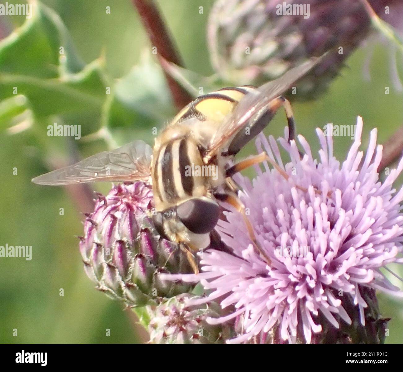 Trivittate Marsh Fly (Helophilus trivittatus Stock Photo - Alamy