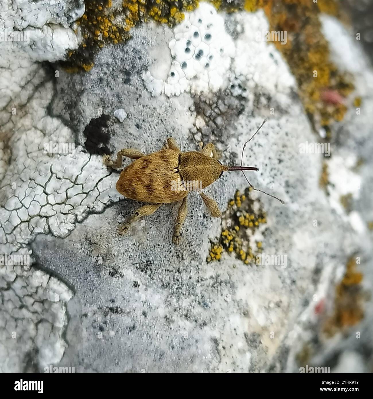 Nut and Acorn Weevils (Curculio Stock Photo - Alamy