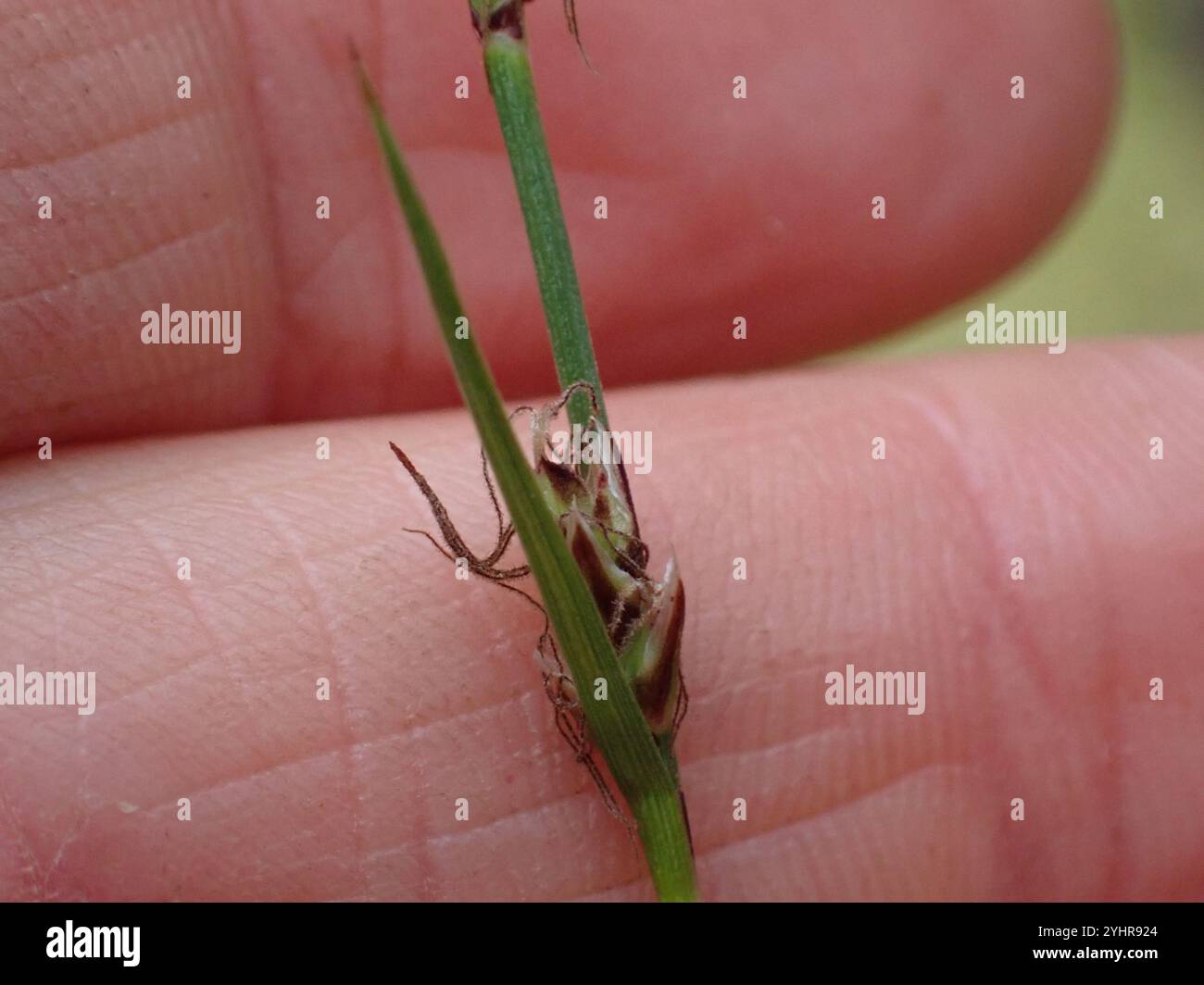 Long-stolon Sedge (Carex inops Stock Photo - Alamy