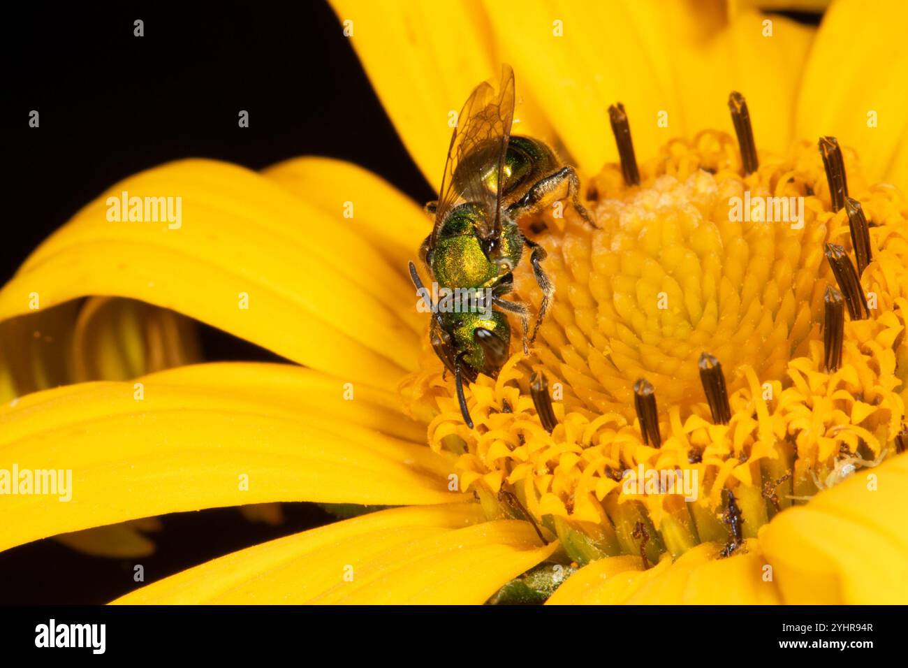 Augochlorine Sweat Bees (Augochlorini Stock Photo - Alamy