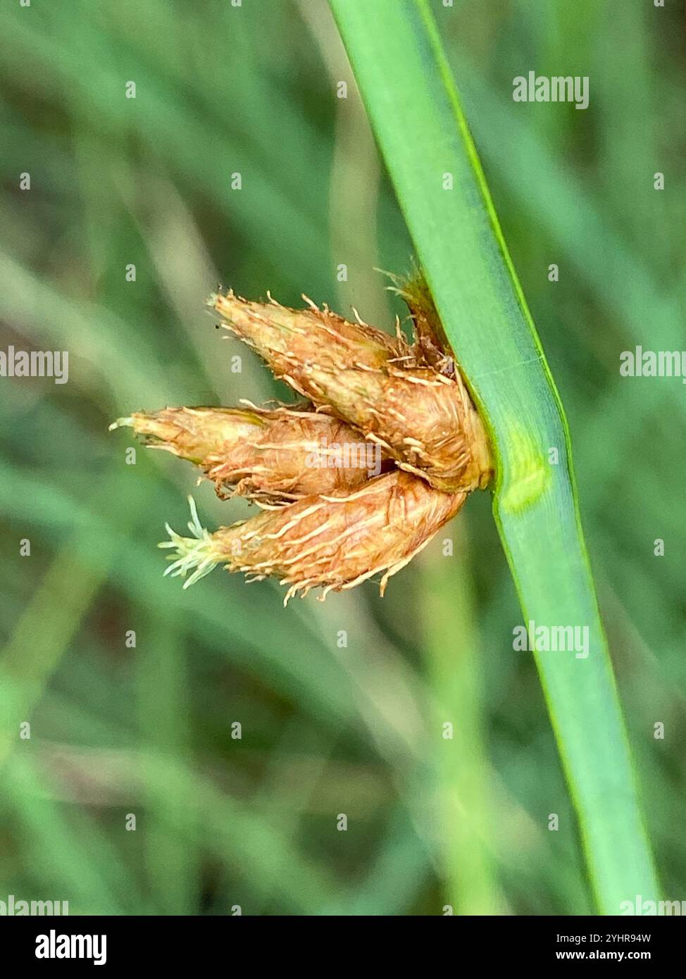 three-square bulrush (Schoenoplectus pungens Stock Photo - Alamy
