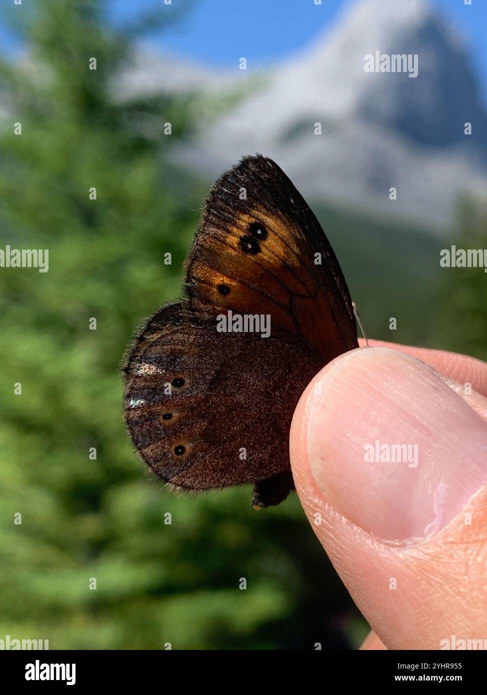 Common Alpine (Erebia epipsodea Stock Photo - Alamy