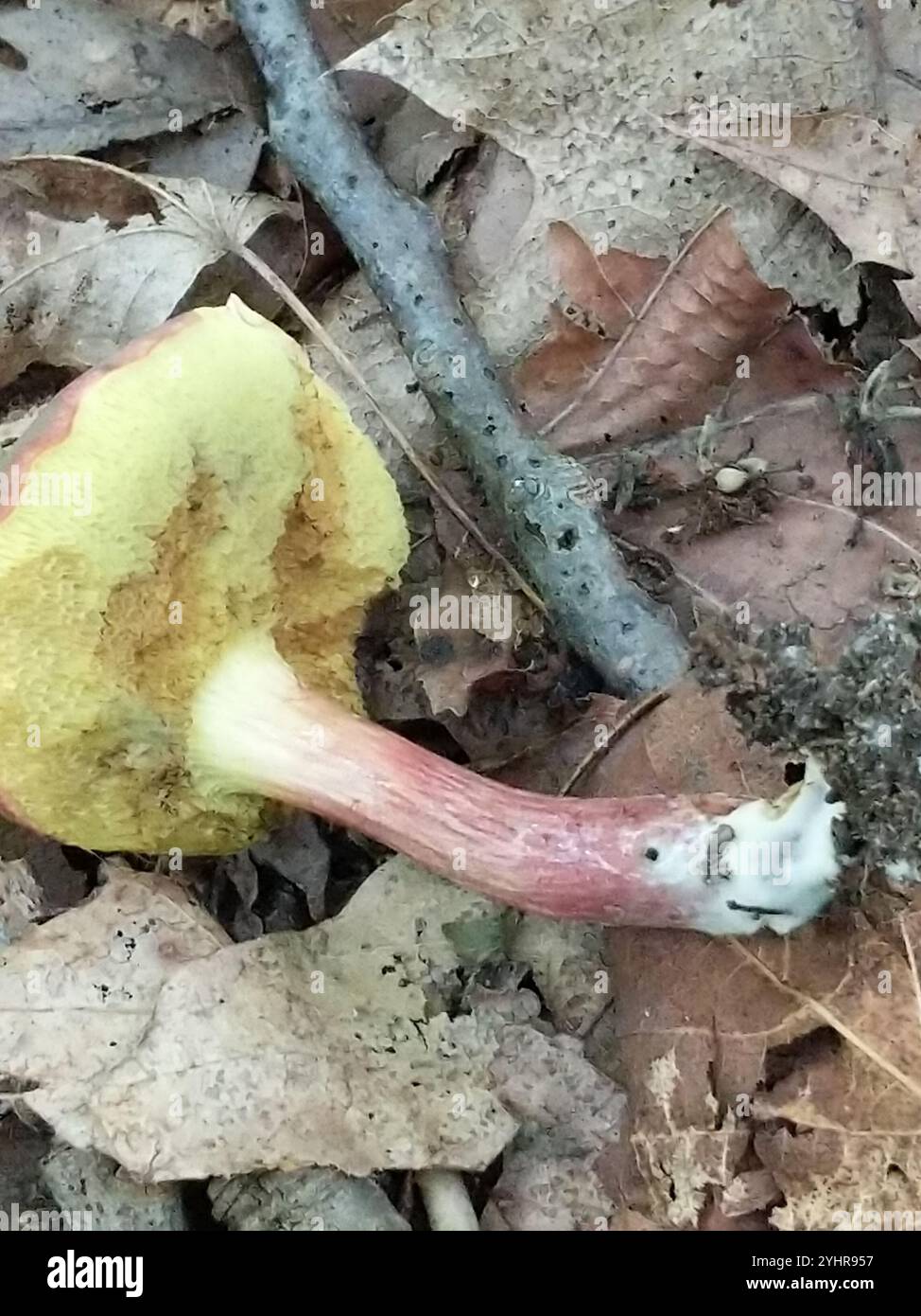 Red-cracking Bolete (Xerocomellus chrysenteron Stock Photo - Alamy