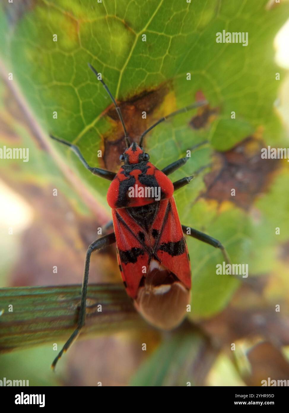 Indian Milkweed Bug (Spilostethus pandurus Stock Photo - Alamy