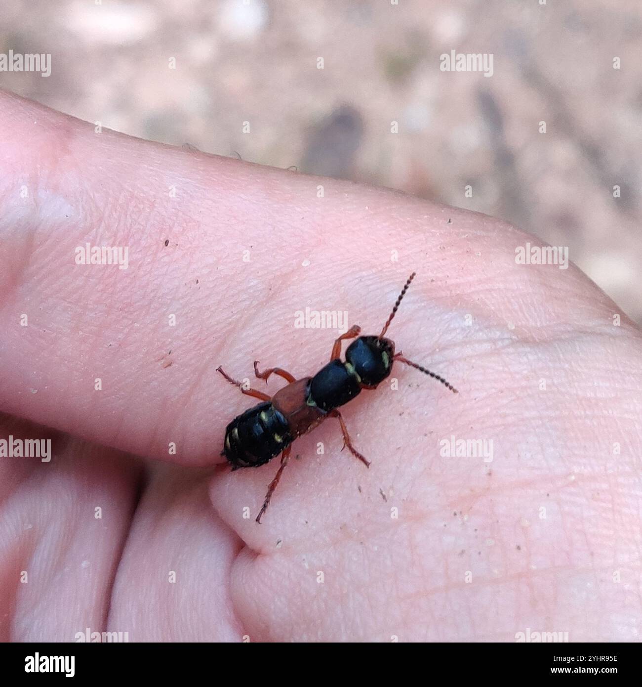 Staphylinus erythropterus hi-res stock photography and images - Alamy