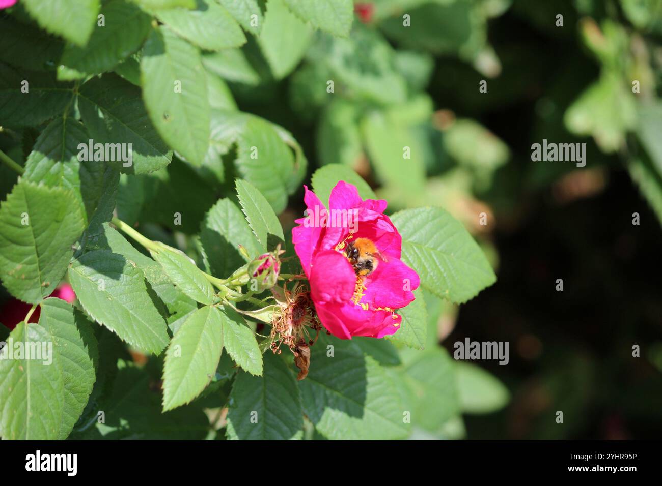 Tree Bumble Bee (Bombus hypnorum Stock Photo - Alamy
