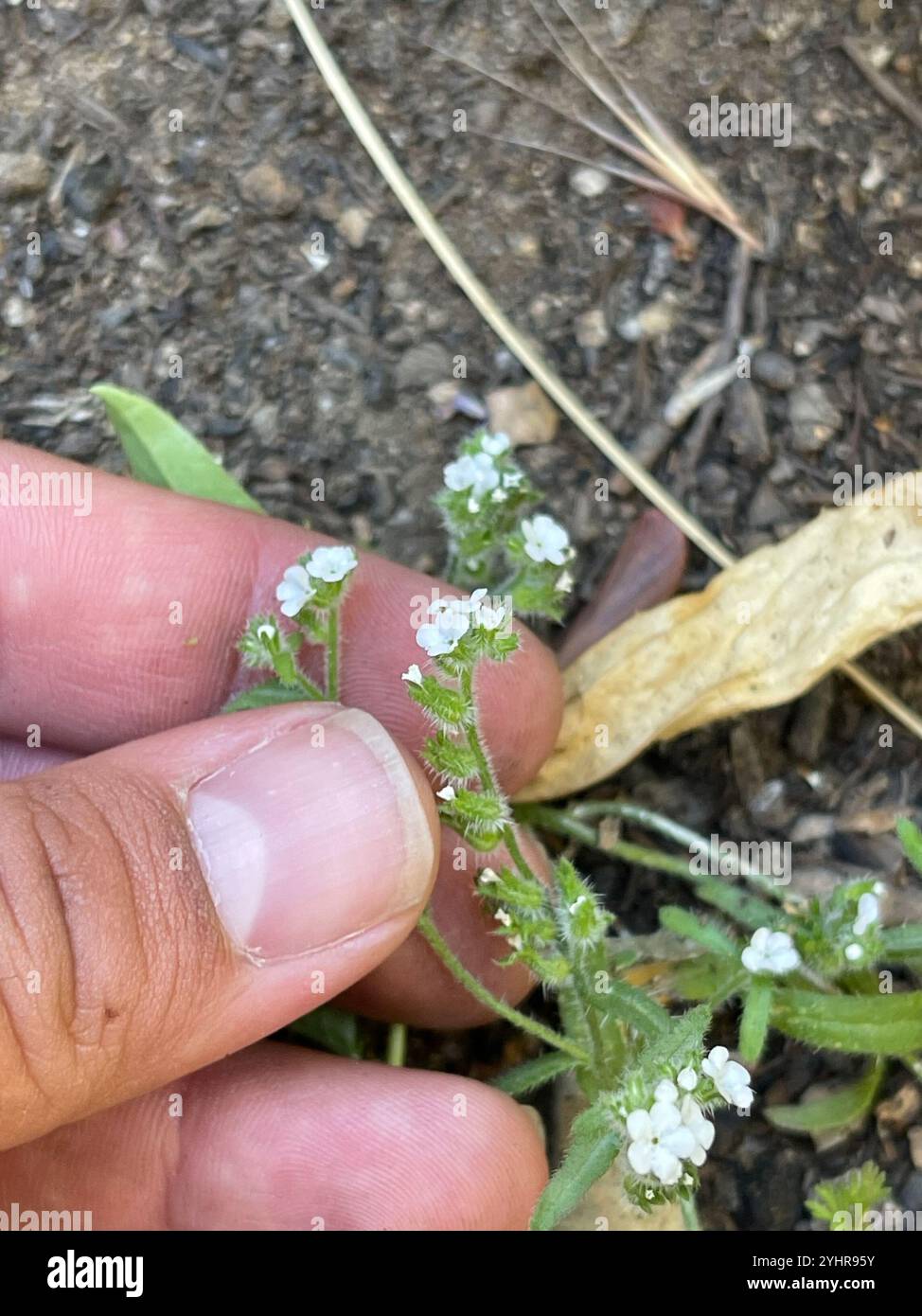 Clearwater cryptantha (Cryptantha intermedia Stock Photo - Alamy