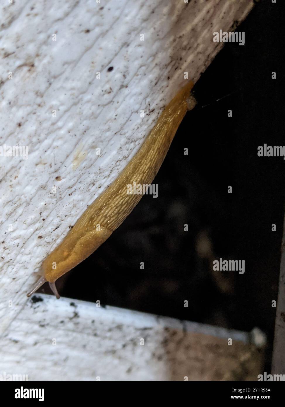 Western Dusky Slug (Arion subfuscus Stock Photo - Alamy