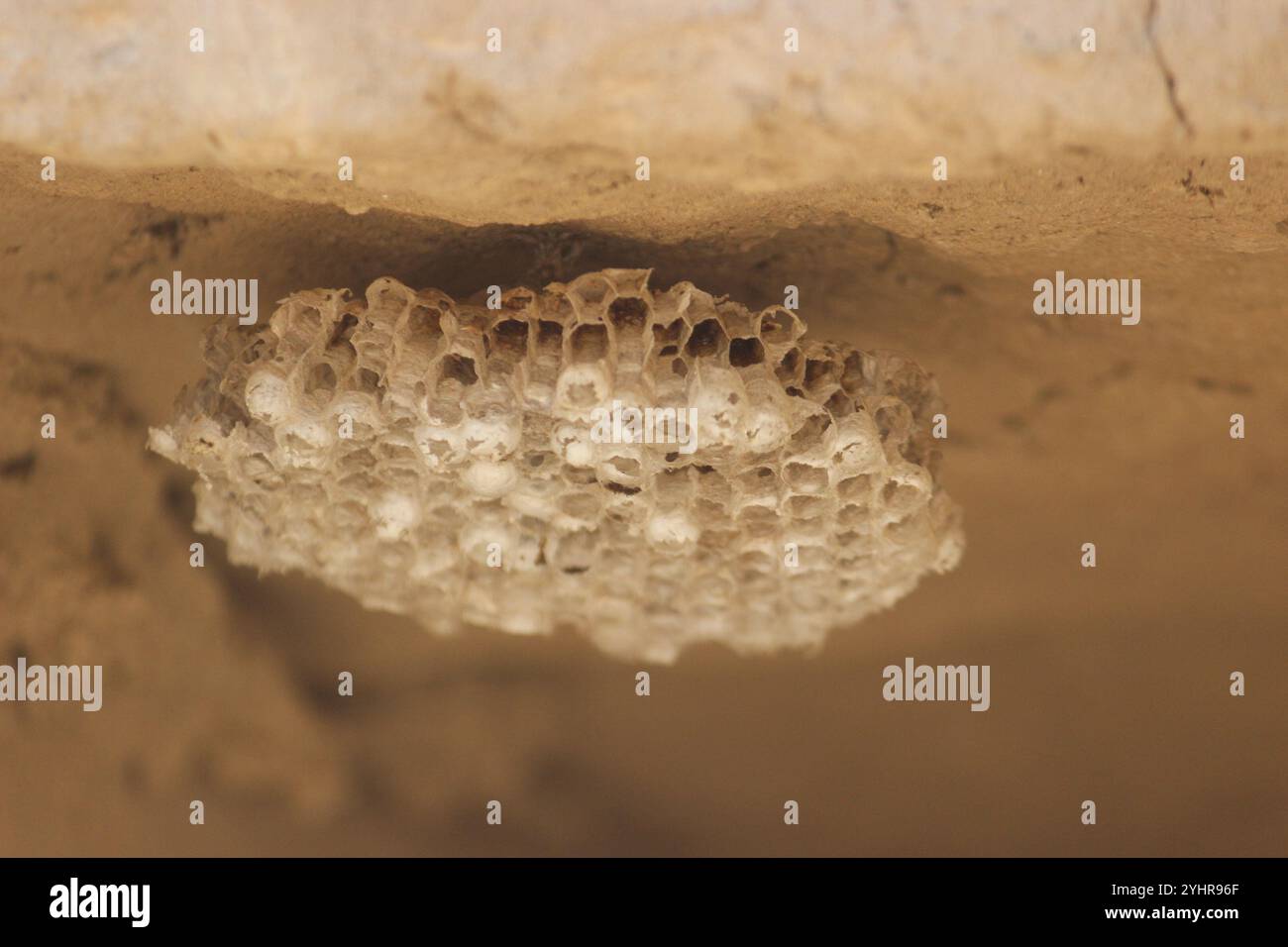 Paper Wasps (Polistinae Stock Photo - Alamy
