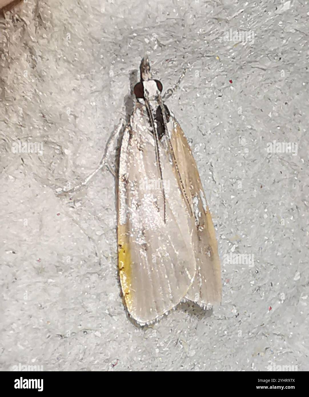 Moss-eating Crambid Snout Moths (Scopariinae Stock Photo - Alamy