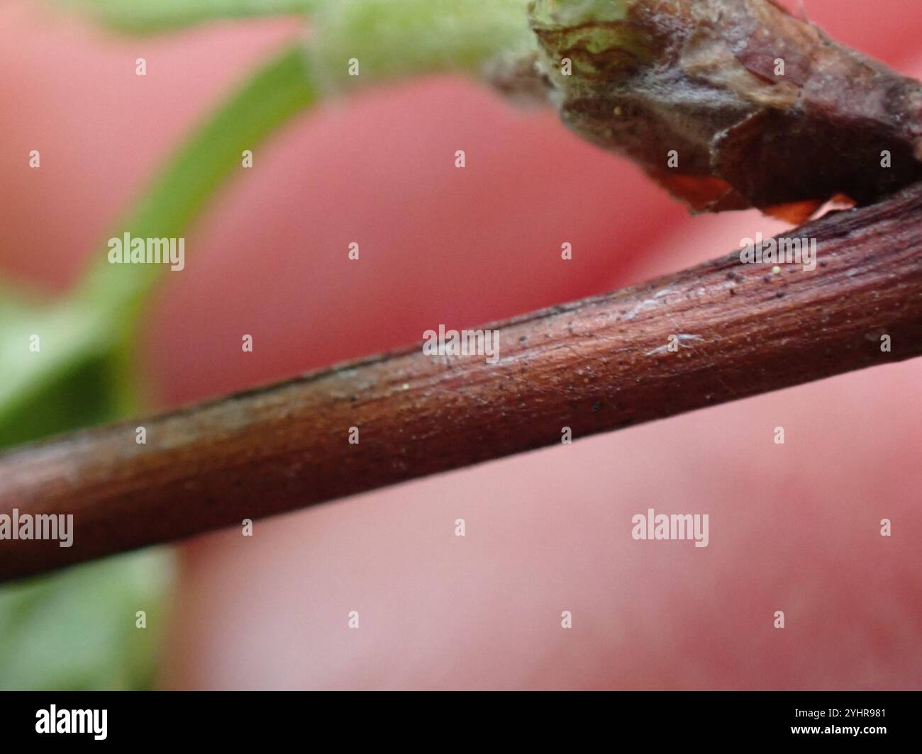 Pacific ninebark (Physocarpus capitatus Stock Photo - Alamy
