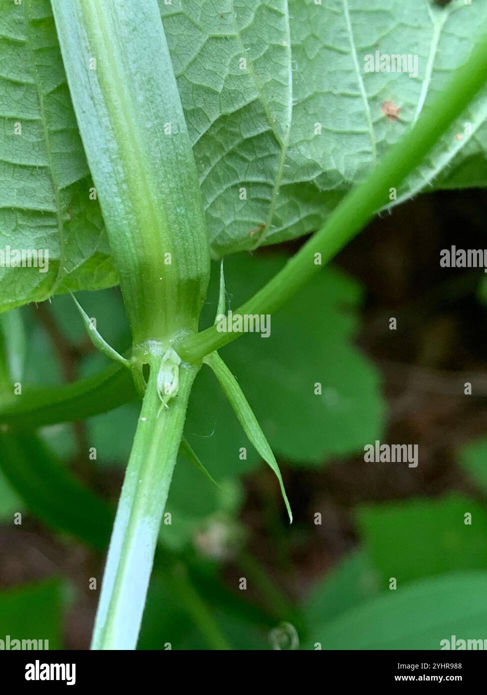 Narrow-leaved Everlasting-pea (Lathyrus sylvestris Stock Photo - Alamy