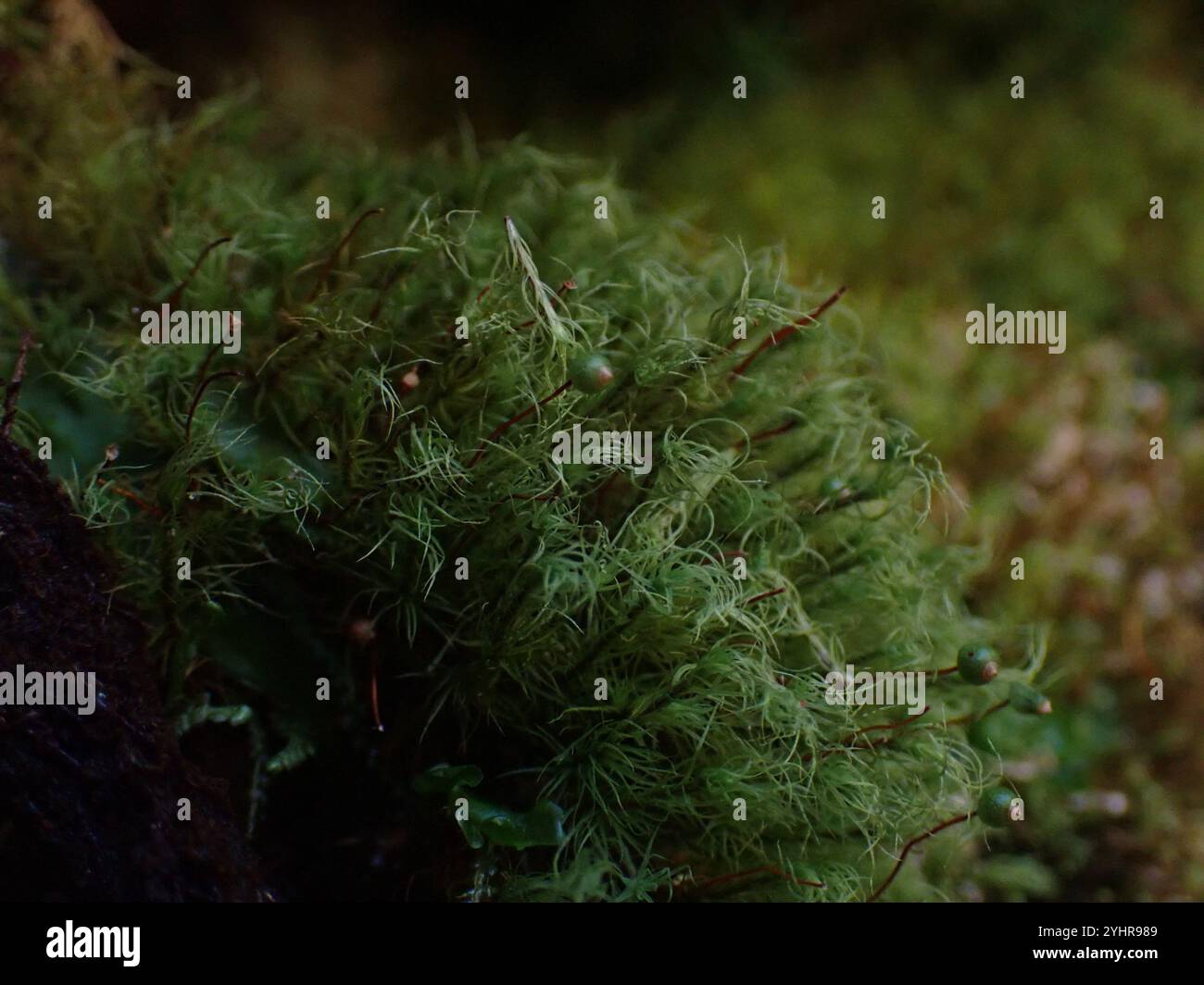 Common Apple-moss (Bartramia pomiformis Stock Photo - Alamy