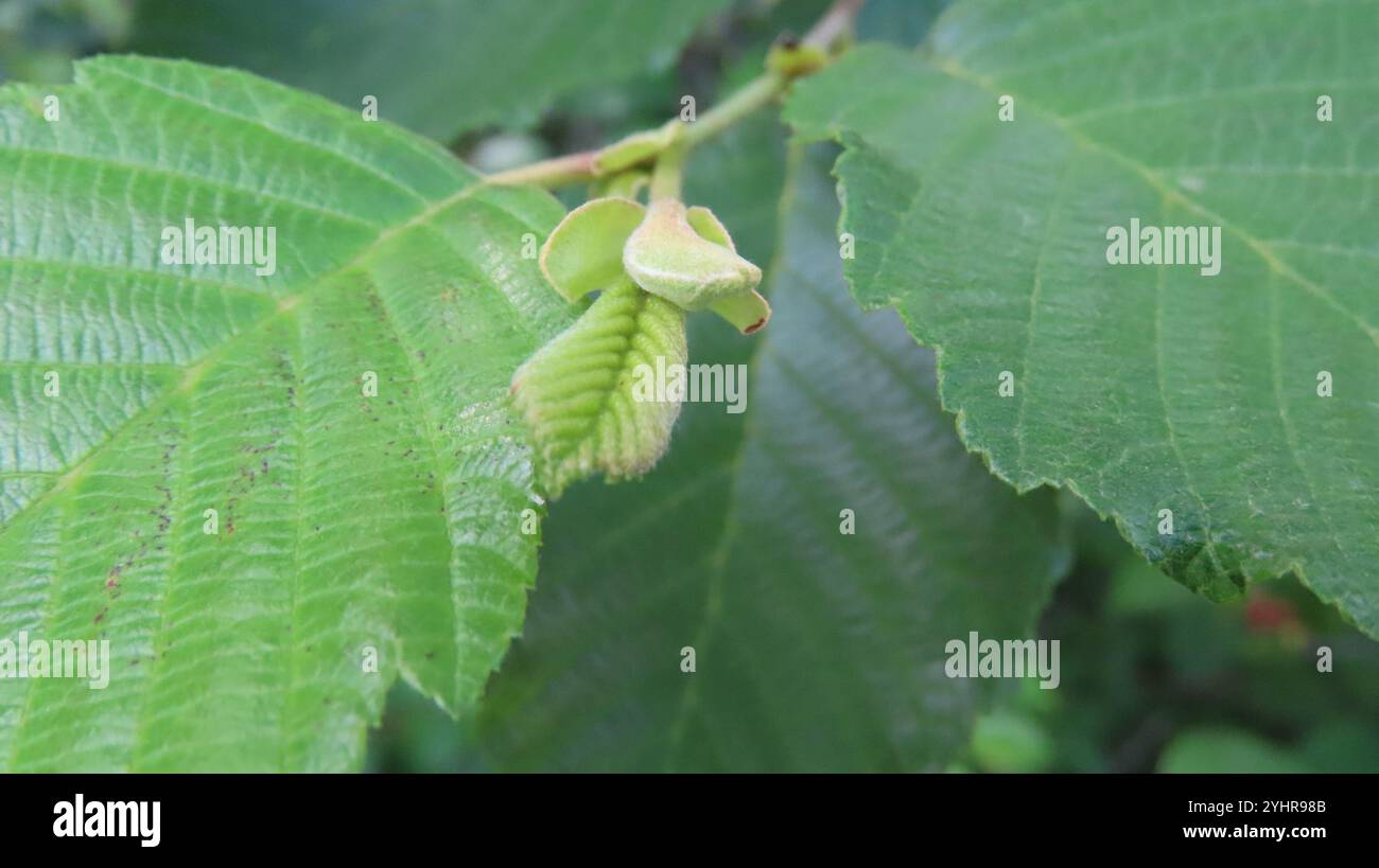 grey alder (Alnus incana Stock Photo - Alamy