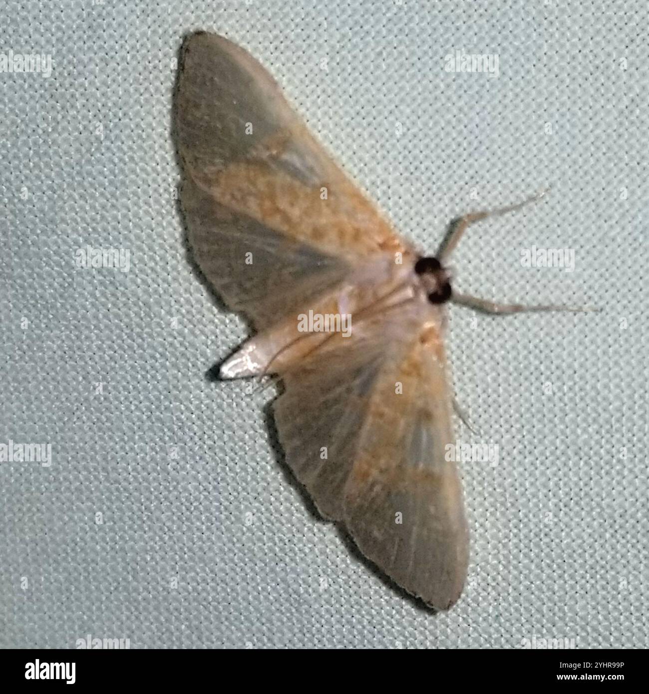 Orange-shouldered Sherbet Moth (Diaphania costata Stock Photo - Alamy