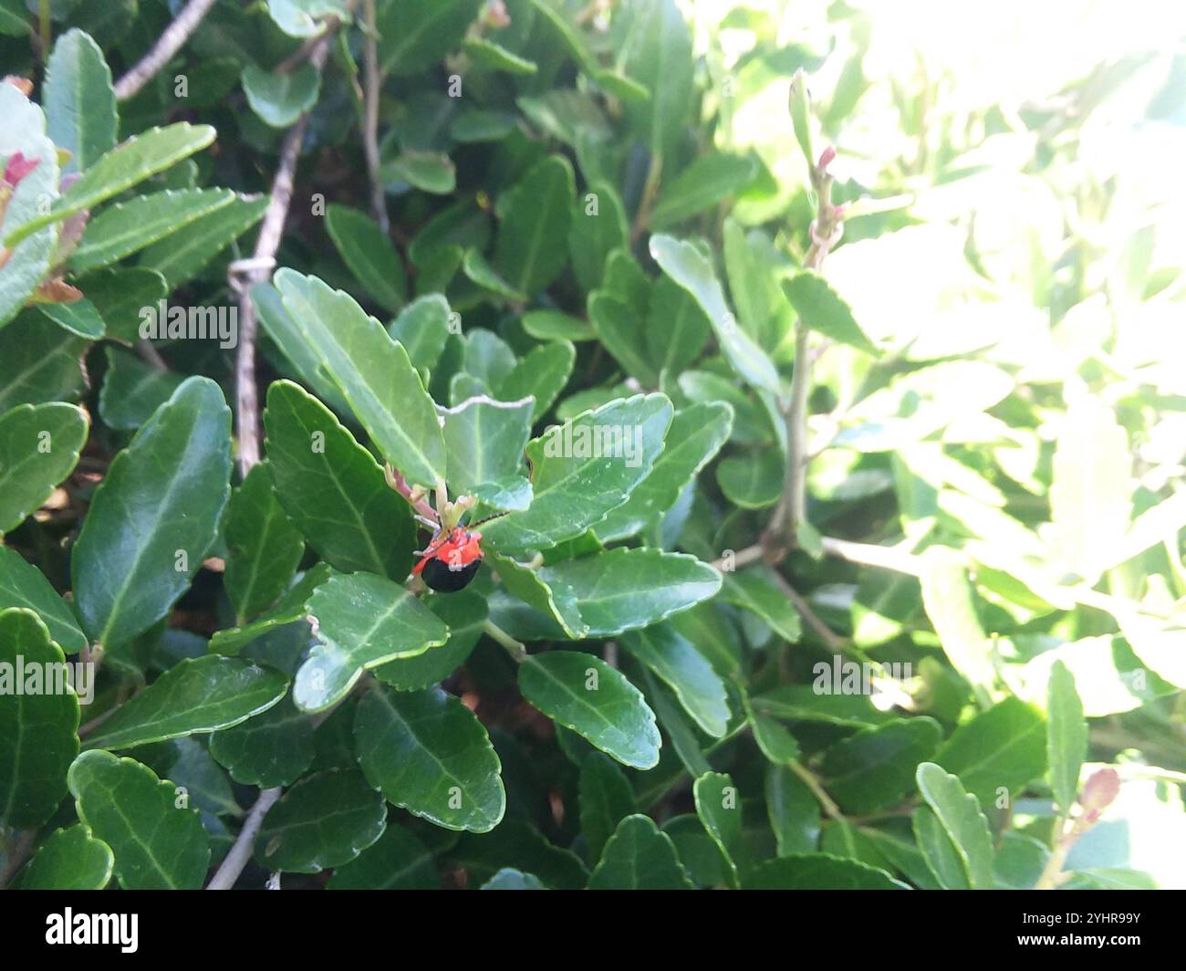 Flea Beetles (Alticini Stock Photo - Alamy