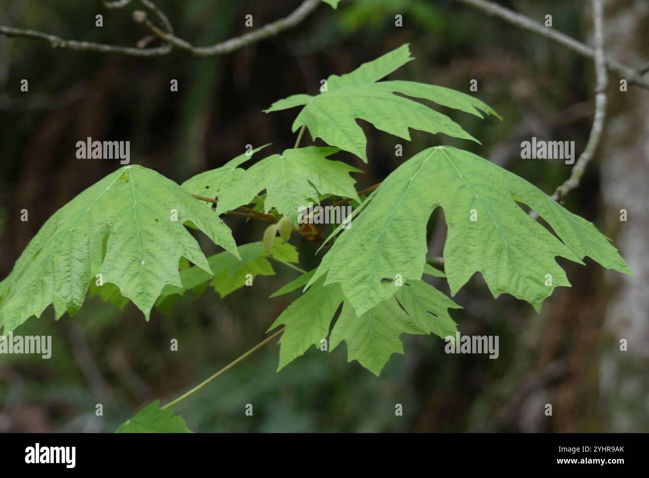 bigleaf maple (Acer macrophyllum Stock Photo - Alamy