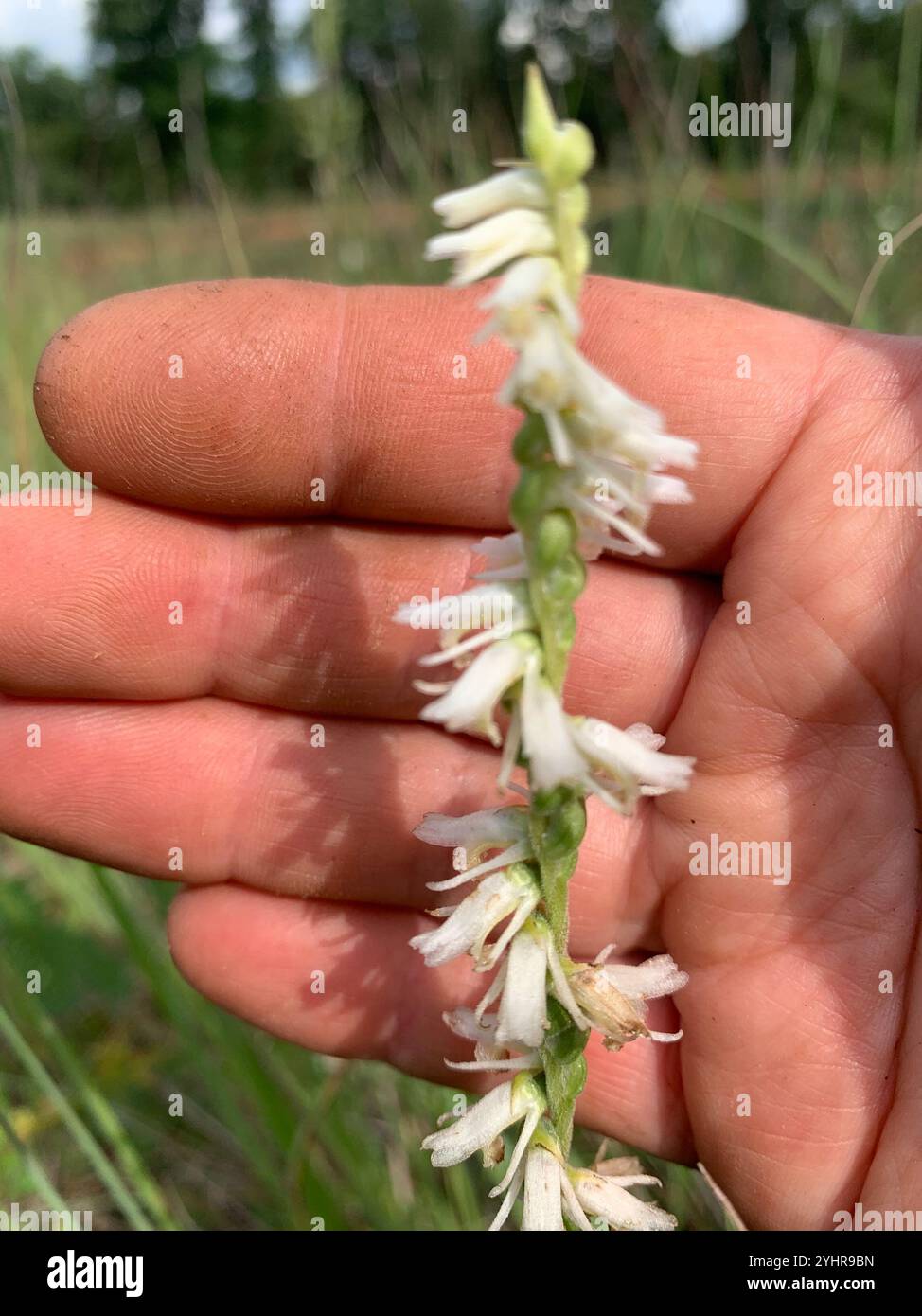 Spring Ladies' Tresses (Spiranthes vernalis Stock Photo - Alamy