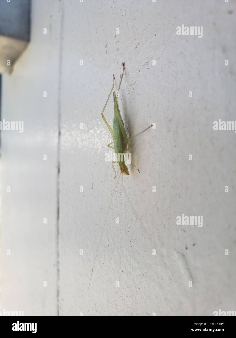 Common Tree Crickets (Oecanthus Stock Photo - Alamy