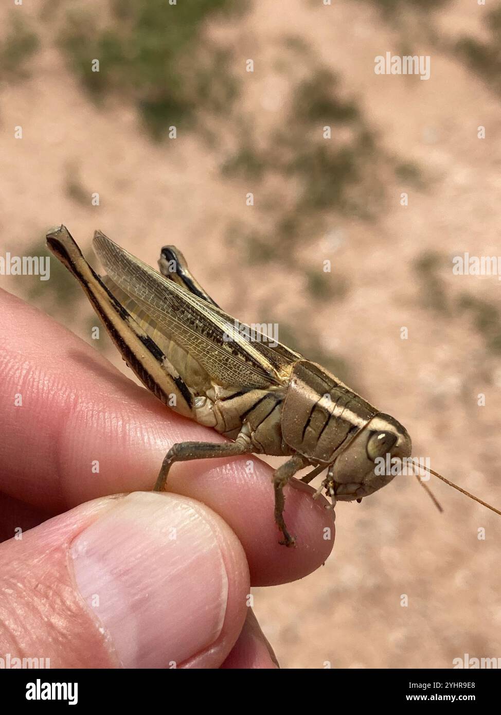 Two-striped Grasshopper (Melanoplus bivittatus Stock Photo - Alamy