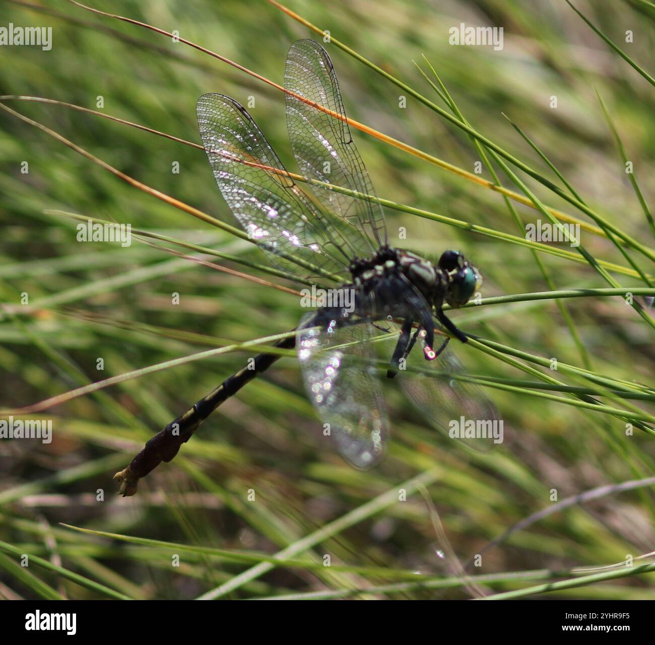 Unicorn Clubtail (Arigomphus villosipes Stock Photo - Alamy