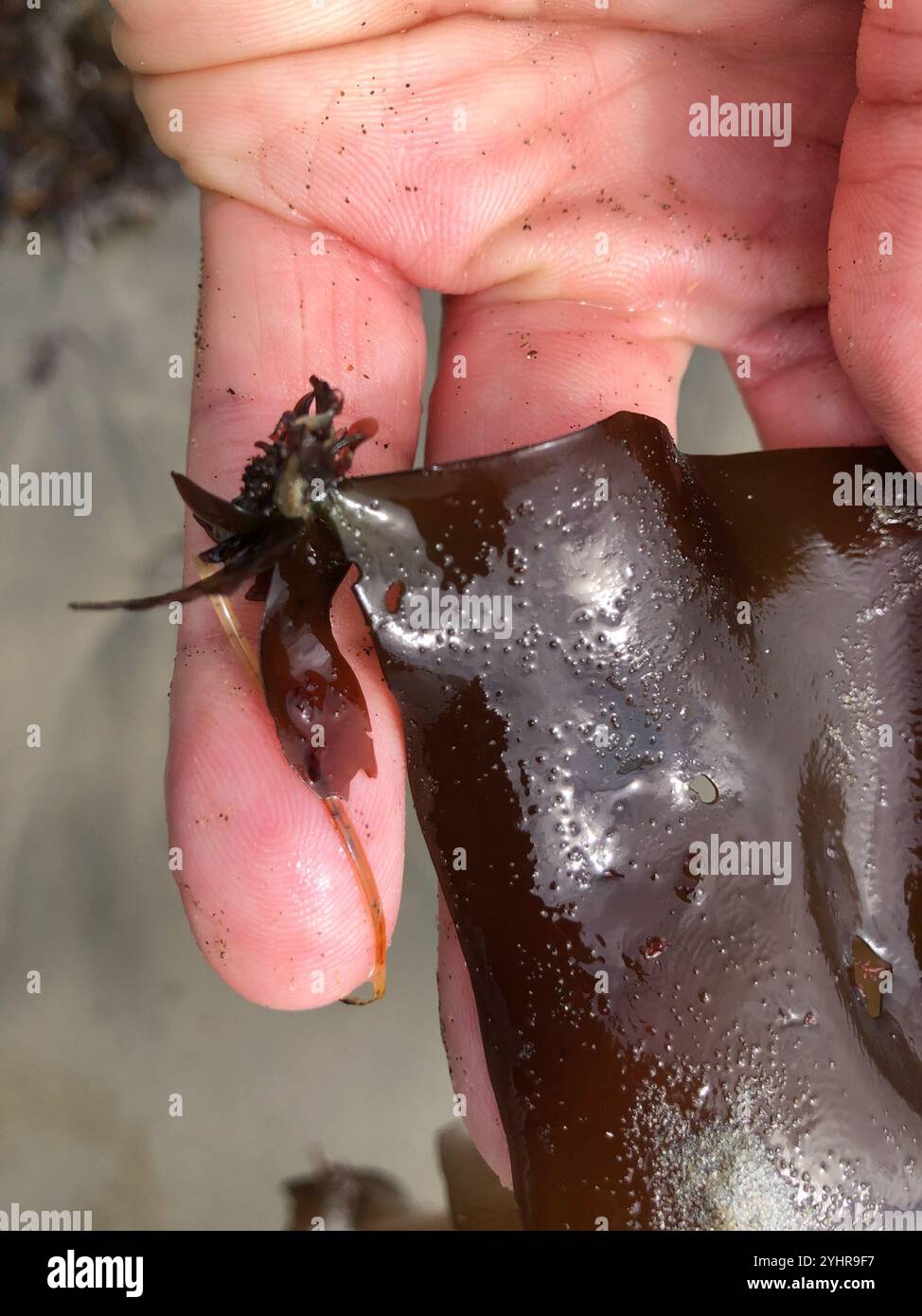 Iridescent Algae (Mazzaella Stock Photo - Alamy