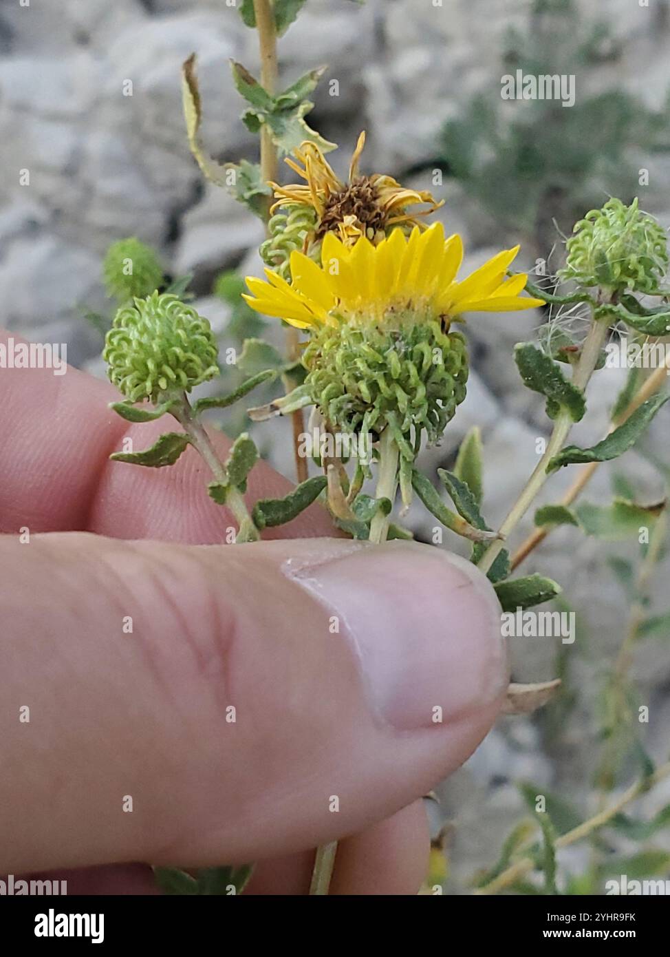 Grindelia squarrosa gumweed hi-res stock photography and images - Alamy