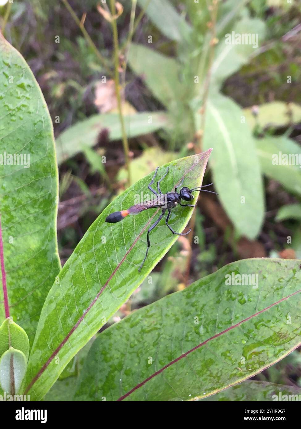 Common thread waisted wasp hi-res stock photography and images - Alamy