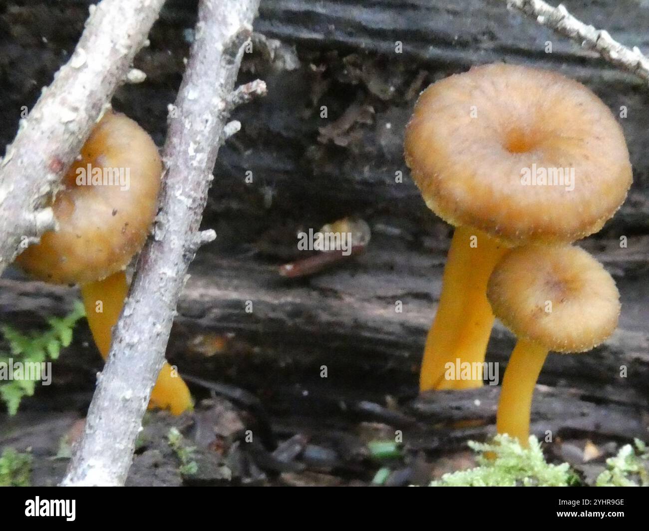 Yellowfoot (Craterellus tubaeformis Stock Photo - Alamy