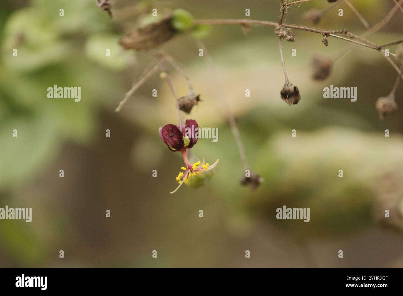 panicled sand-mallow (Sidastrum paniculatum Stock Photo - Alamy