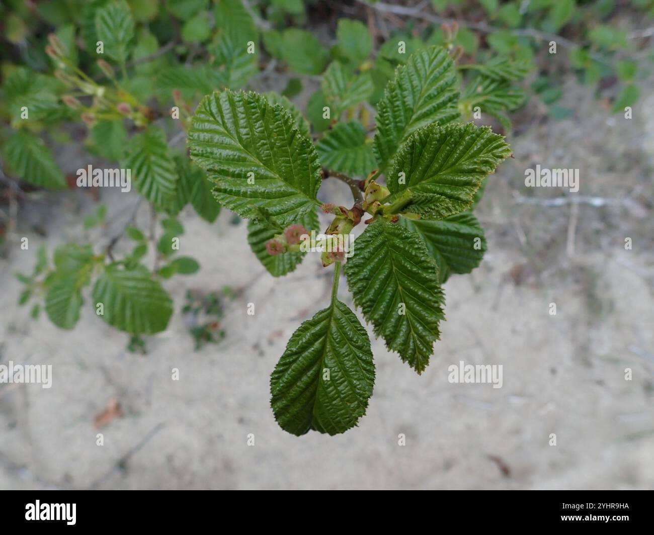green alder (Alnus alnobetula Stock Photo - Alamy