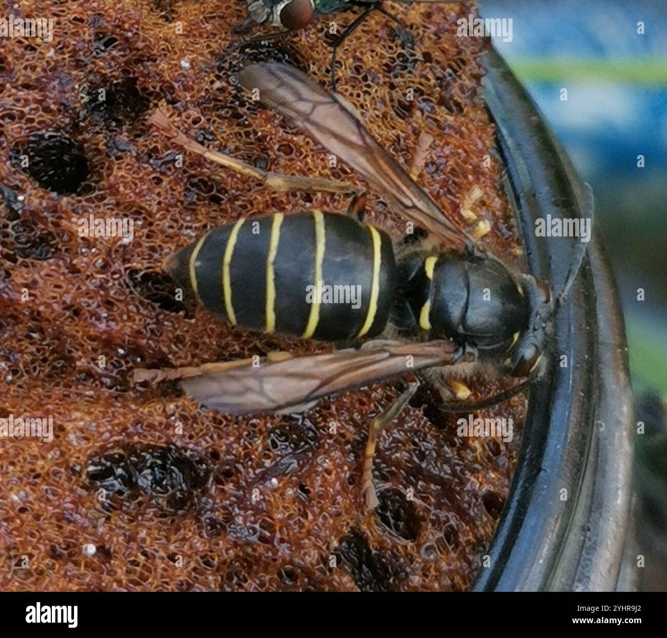 Median Wasp (Dolichovespula media Stock Photo - Alamy