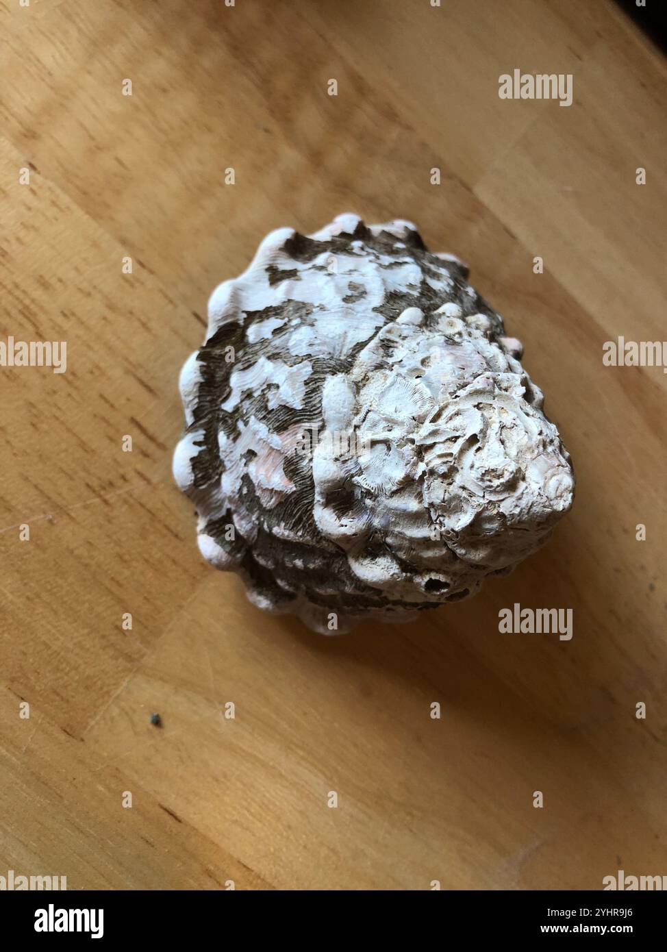 Megastraea hi-res stock photography and images - Alamy