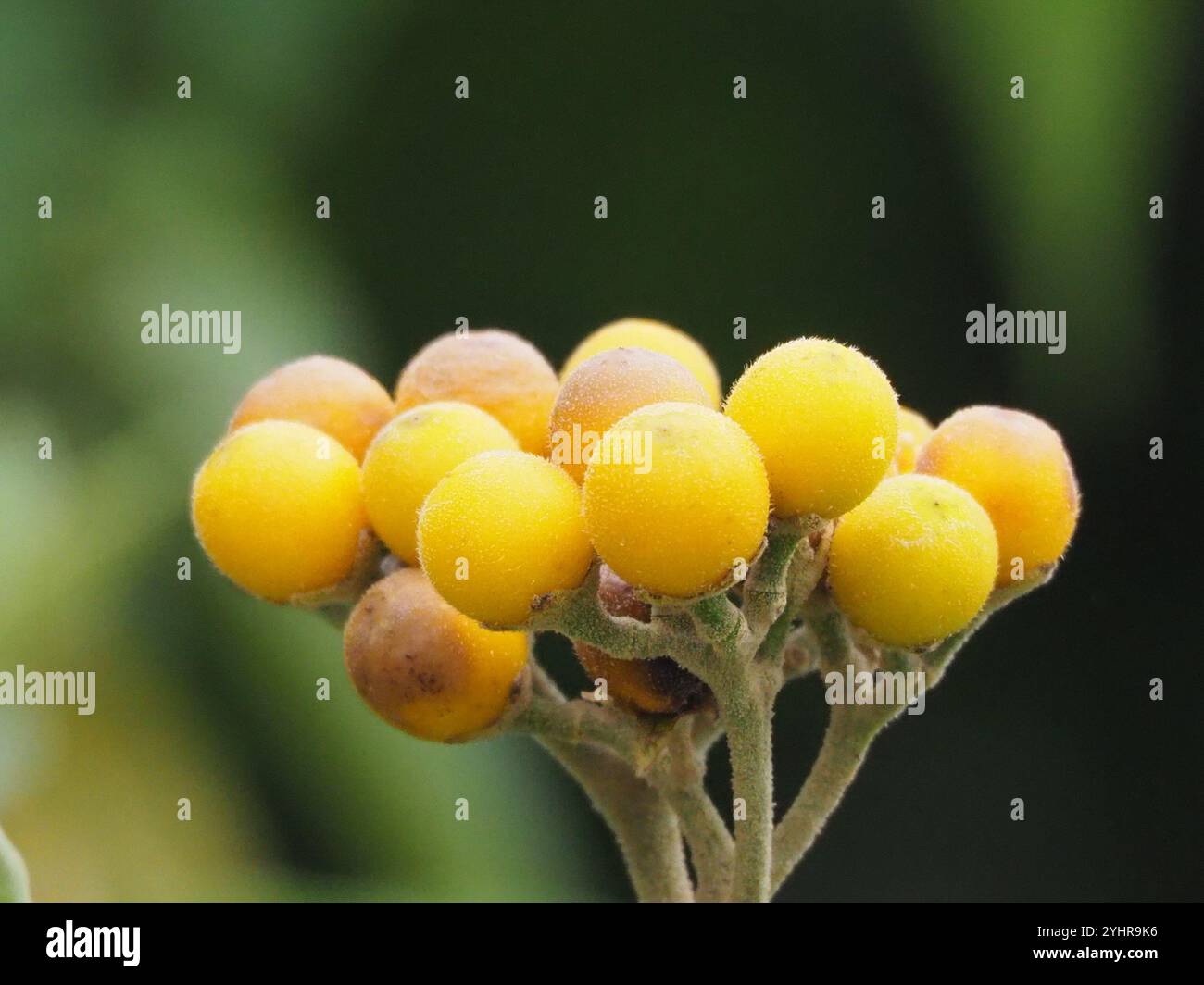 potato tree (Solanum erianthum Stock Photo - Alamy