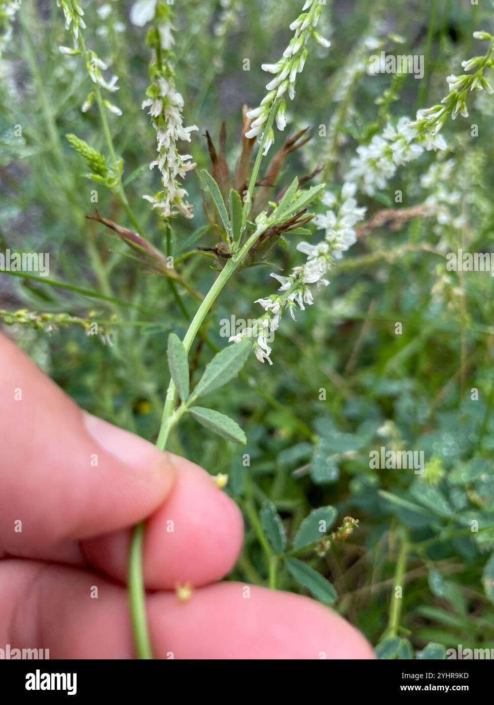 White Sweetclover (Melilotus albus Stock Photo - Alamy