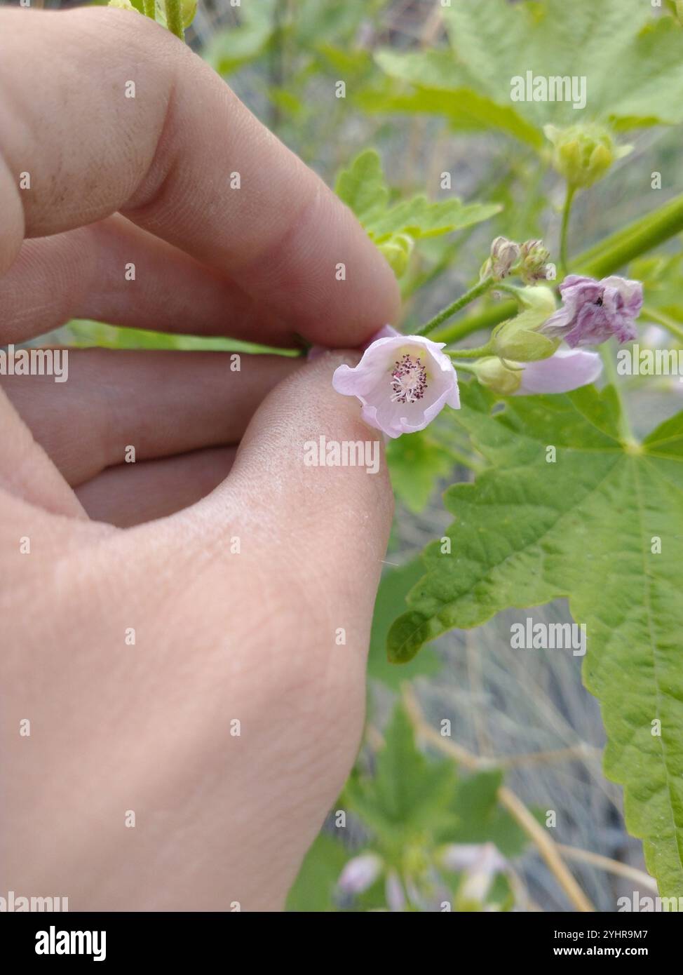 streambank wild hollyhock (Iliamna rivularis Stock Photo - Alamy