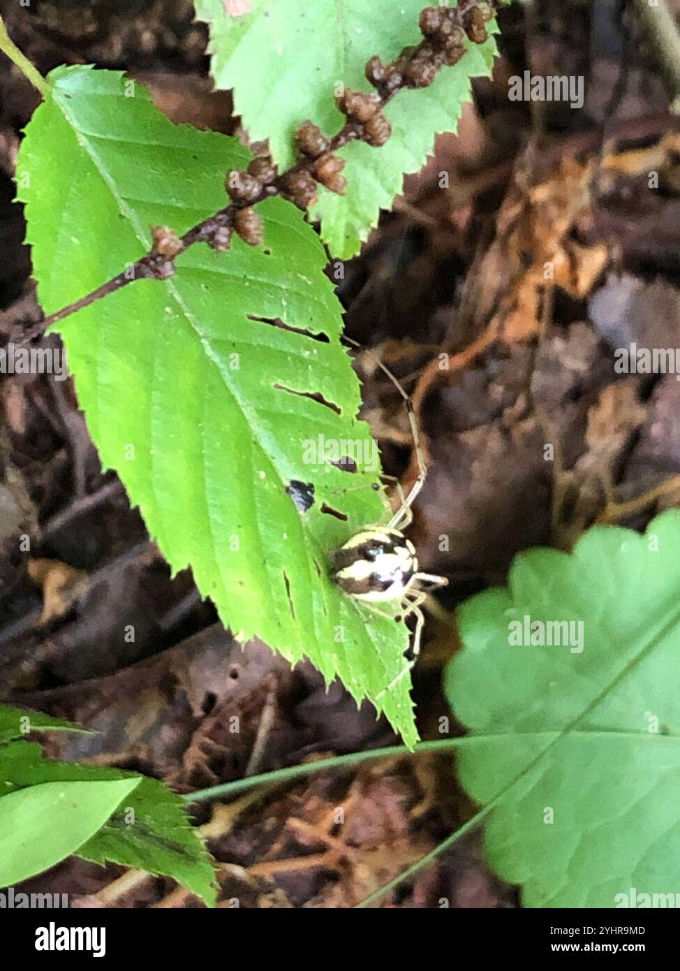 Typical Cobweb Spiders (Theridion Stock Photo - Alamy