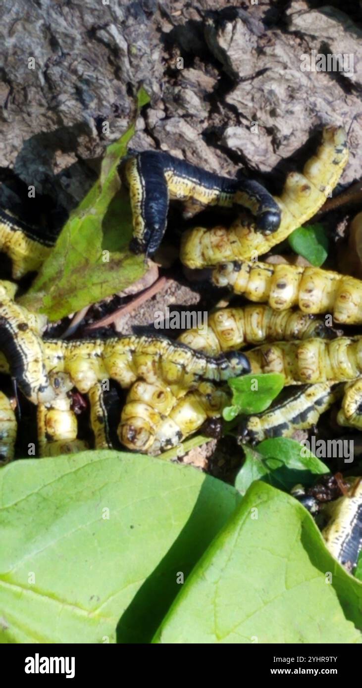 Catalpa Sphinx (Ceratomia catalpae Stock Photo - Alamy